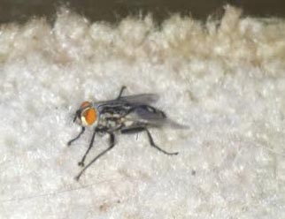 Flesh Fly: All You Need to Know in a Nutshell - What's That Bug?