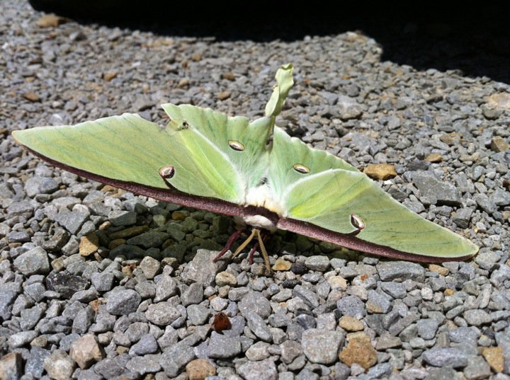 Are Luna Moths Poisonous Debunking Common Myths What s That Bug 