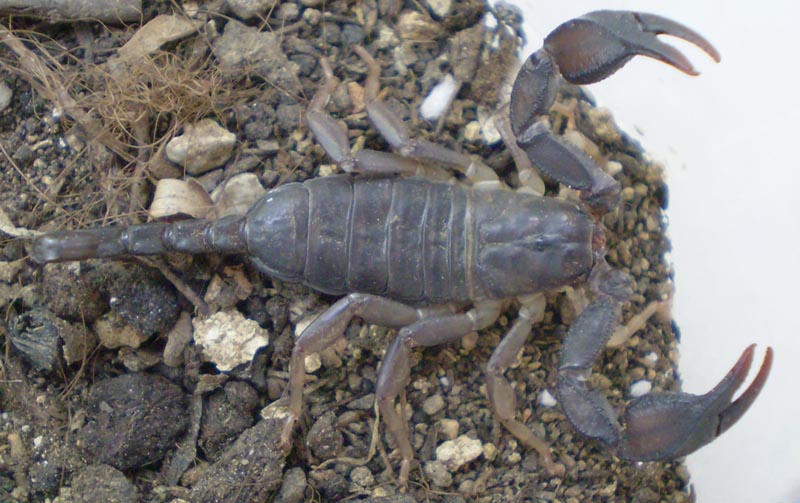 What Eats Scorpions: The Ultimate Predators Revealed - What's That Bug?