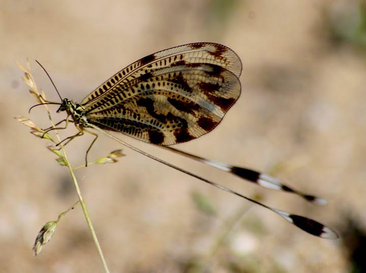 Lacewing: Nature's Secret Weapon Unveiled for Gardeners