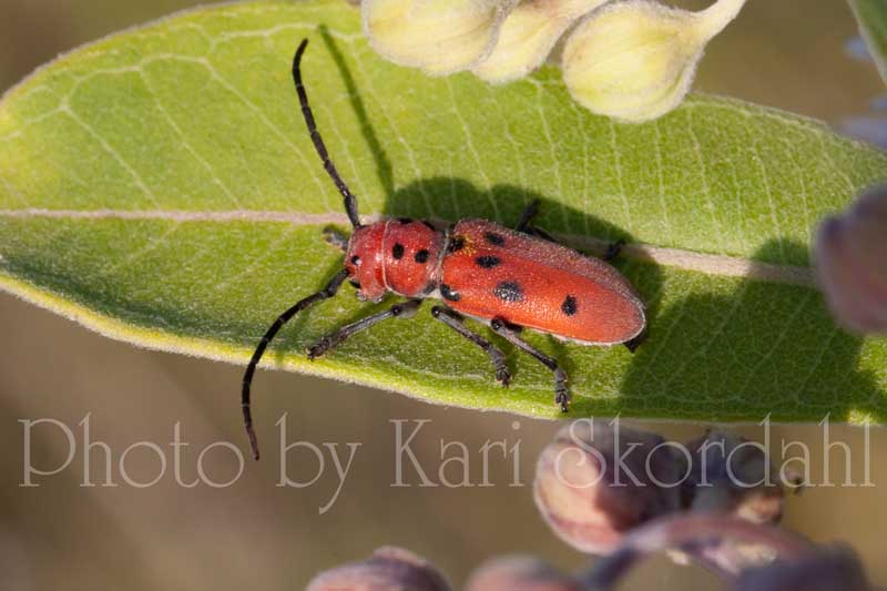 Red Milkweed Beetle: All You Need to Know in a Quick Guide - What's ...