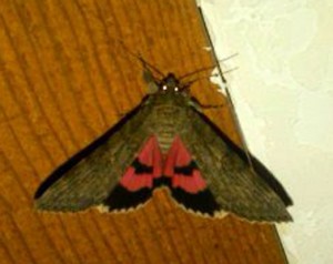 Red Underwing Moth: All You Need to Know - Quick and Comprehensive ...
