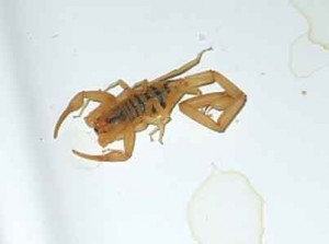 Arizona Bark Scorpion Sting: Quick Facts and Effective Treatments ...