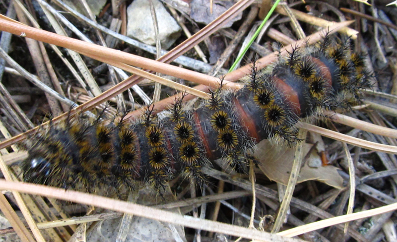 Sheep Moth: All You Need to Know in a Nutshell - What's That Bug?