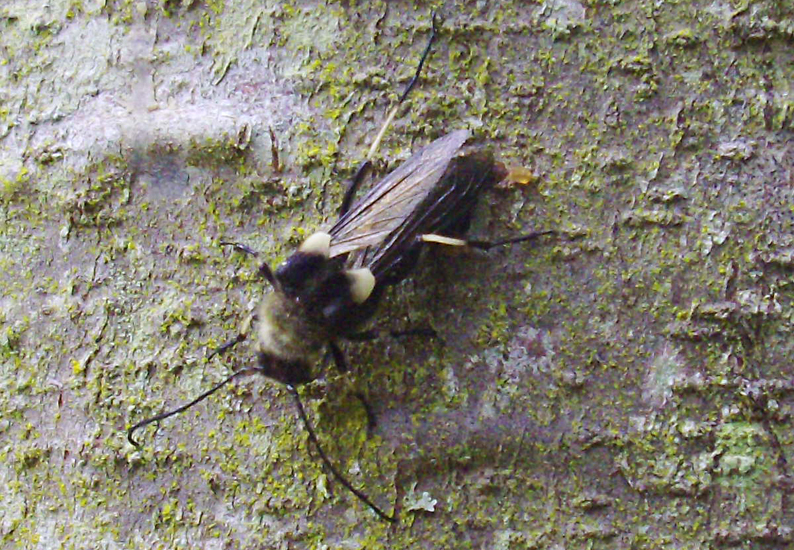 Lion Beetle: All You Need to Know for a Fascinating Discovery - What's ...