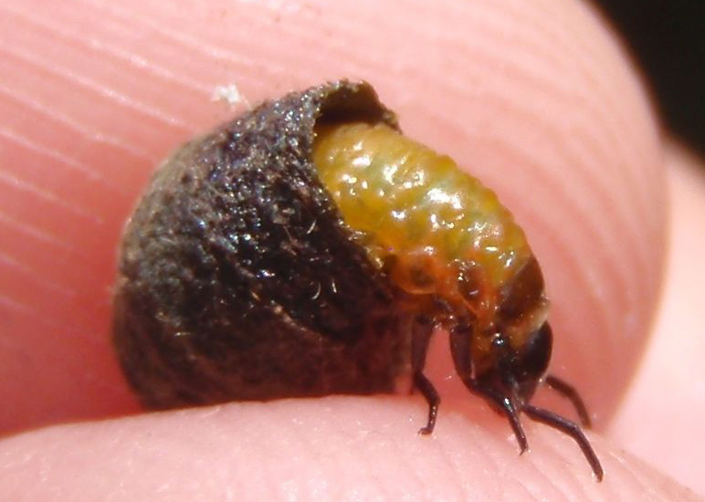 Beetle Larvae