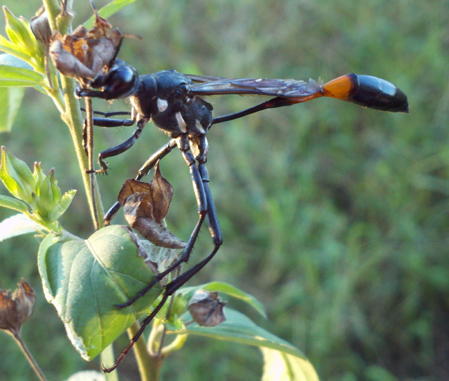 How to Get Rid of Common Thread-Waisted Wasps in Your Garden