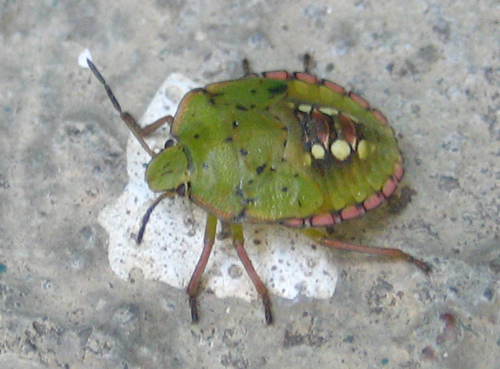 Southern Green Stink Bug Nymph What s That Bug Southern Green Stink Bug Nymph What s That Bug