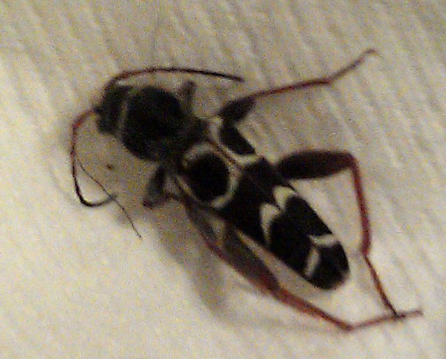 Ash Wood Borer Identification