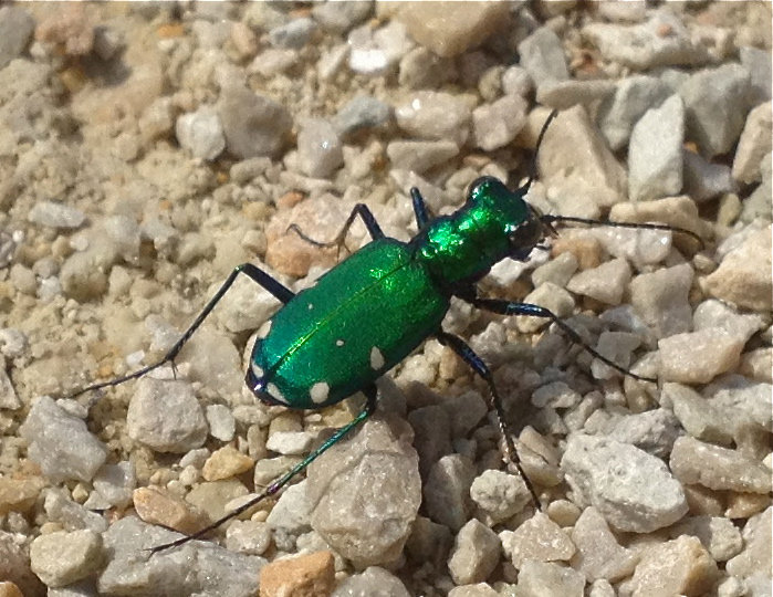 Six Spotted Tiger Beetle: Quick Facts Guide - What's That Bug?