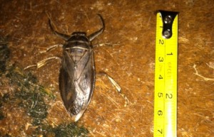 What Eats Giant Water Bugs: Nature's Predators Revealed - What's That Bug?