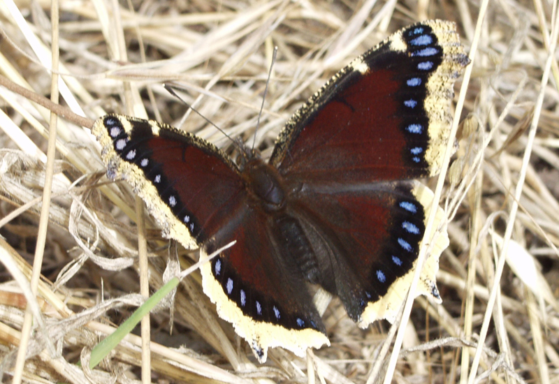 Mourning Cloak Butterfly Spiritual Meaning: Unlocking the Symbolism ...