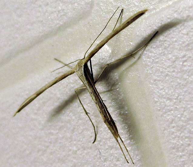 Discover the T-Shaped Bug: Your Quick Reference Guide