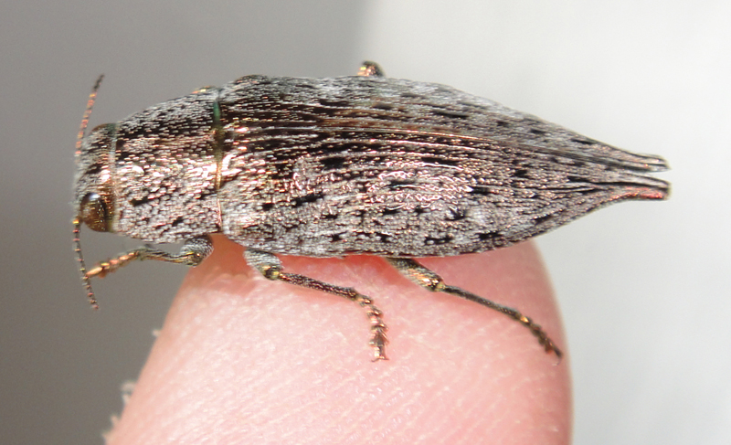 Insect That Eat Wood: All You Need to Know - A Quick Guide - What's ...