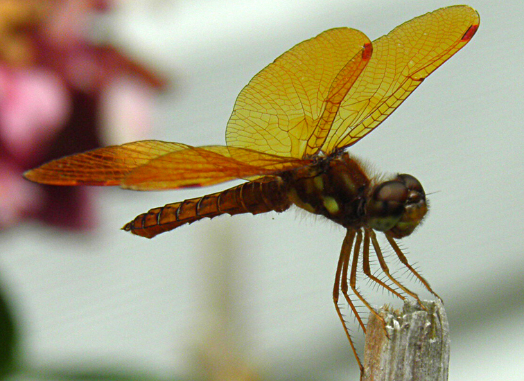 Eastern Amberwing: Essential Guide to This Fascinating Dragonfly - What ...