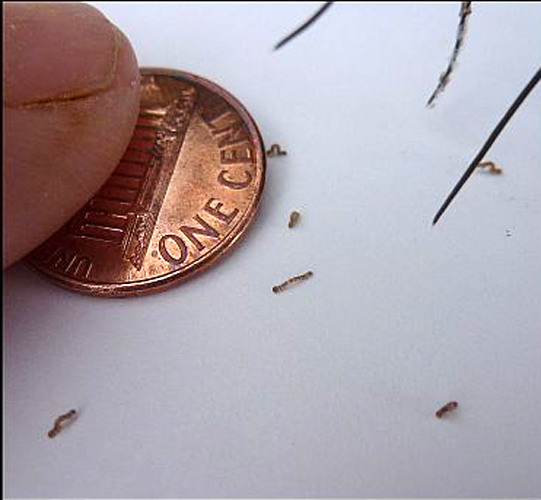 What Do Caterpillar Eggs Look Like? A Quick Visual Guide - What's That Bug?
