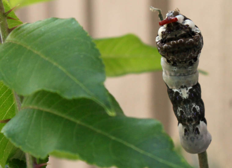 The Secrets of the Giant Swallowtail Caterpillar's Life Cycle