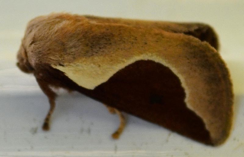 Skiff Moth: All You Need to Know in a Nutshell - What's That Bug?