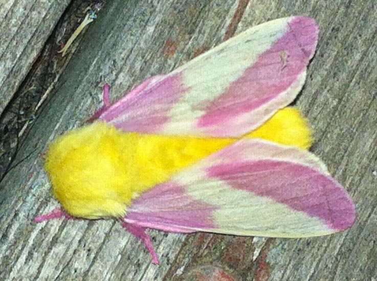 Are Rosy Maple Moths Poisonous? Unveiling the Truth Behind Their Beauty ...