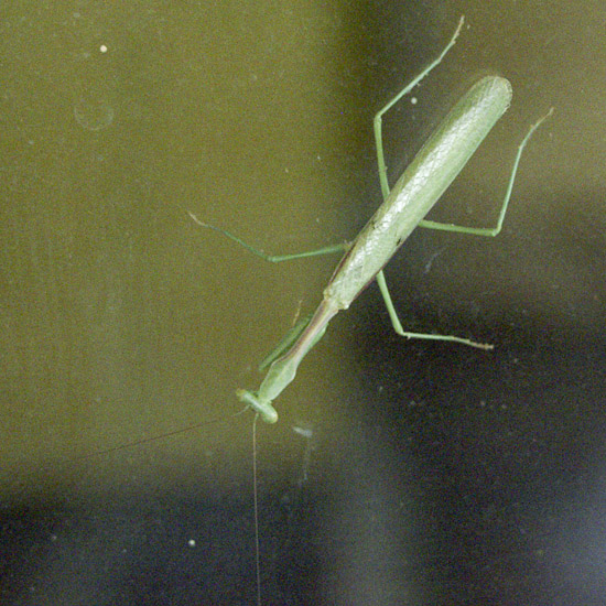 California Mantis: All You Need to Know for a Fascinating Discovery ...