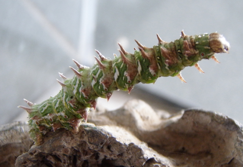 Types of Inchworms: A Friendly Guide to Identifying Your Tiny Crawlers ...
