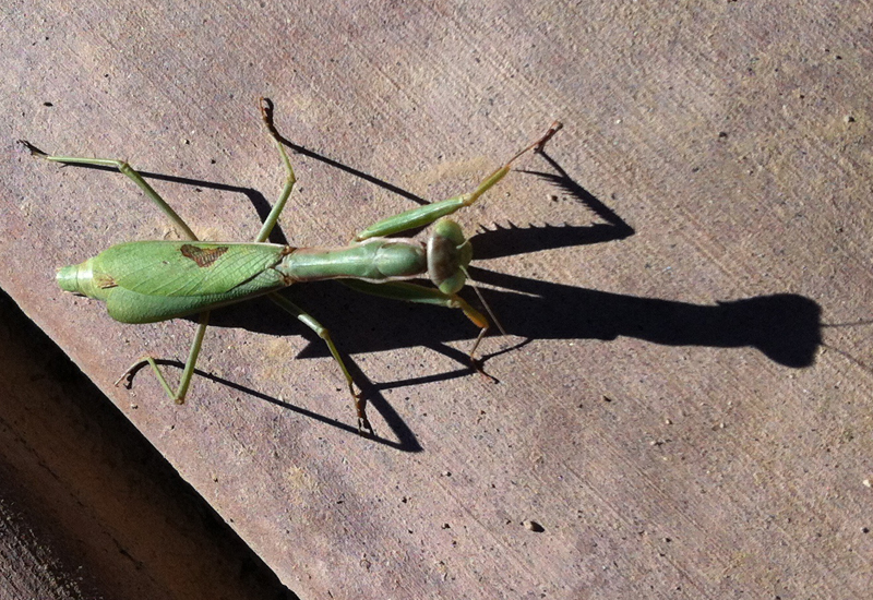 How Long Do Praying Mantis Live? Discover Their Fascinating Lifespan ...