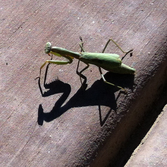 How Long Do Praying Mantis Live? Discover Their Fascinating Lifespan ...
