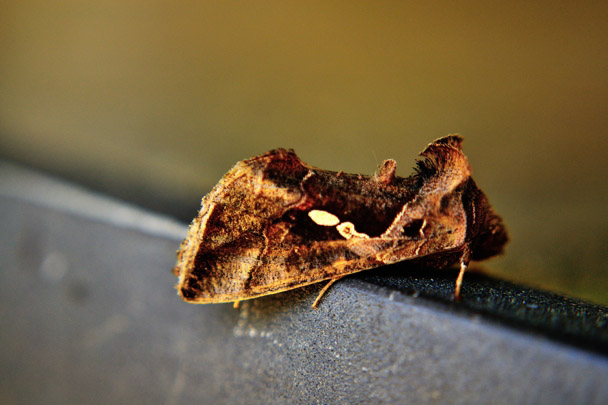 Green Garden Looper: All You Need to Know About This Common Pest - What ...