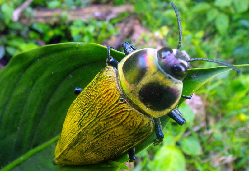 Insect That Eat Wood: All You Need to Know - A Quick Guide - What's ...