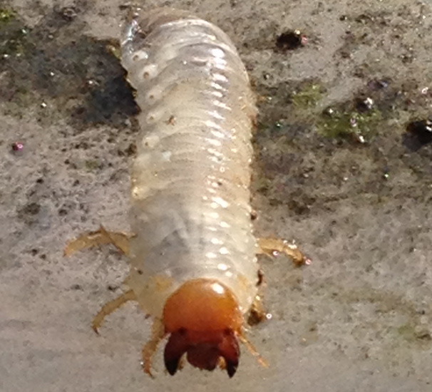 Figeater Beetle Flying: Quick Guide for Curious Minds - What's That Bug?