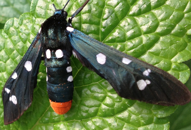 Polka Dot Wasp Moth What s That Bug Polka Dot Wasp Moth What s That Bug