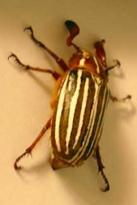 The Truth About June Beetles: Do They Really Bite? Let's Find Out