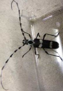 Banded Alder Borer: Essential Facts & Tips For Pest Control - What's ...