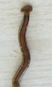 Arrowhead Flatworm: All You Need To Know - What's That Bug?