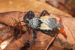 Do Assassin Bugs Fly? Uncovering The Truth Behind The Myth - What's ...