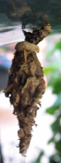 What Eats Bagworms? Tips and Tricks To Manage These Pests - What's That ...