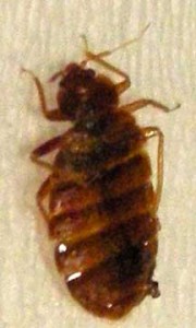 Bed Bug Vs Cockroach: A Quick Comparison Guide For Homeowners - What's ...