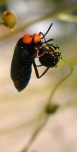 Blister Beetle: Quick Guide To Identify And Manage Infestations - What ...