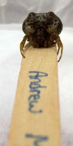 Everything You Need To Know About The Bolas Spider - What's That Bug?