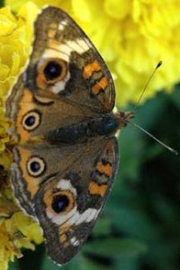 Common Buckeye: Essential Facts And Tips For Butterfly Enthusiasts ...