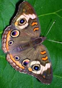 Common Buckeye: Essential Facts And Tips For Butterfly Enthusiasts ...