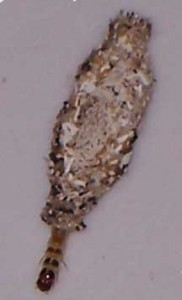 How To Get Rid Of Case Bearing Moth Larvae: Simple And Effective ...