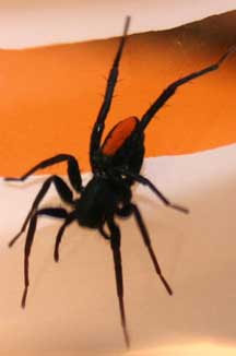 Red Spotted Ant Mimic Spider: Discovering Nature's Master of Disguise ...