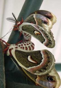 Cecropia Moth Life Cycle: Discover The Amazing Journey - What's That Bug?