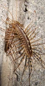 What Do House Centipedes Eat: A Quick Guide To Their Diet - What's That ...