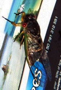 Do Cicadas Bite? Uncovering The Truth About These Noisy Insects - What ...