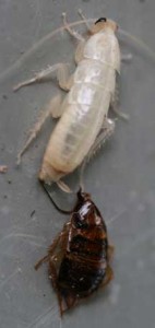 A Beginner's Guide To Identifying Different Types Of Roaches - What's ...