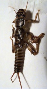 Stonefly: All You Need To Know In A Nutshell - What's That Bug?