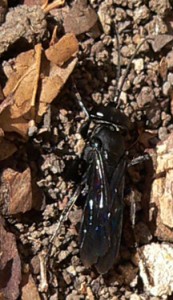 What Eats Crickets? Exploring The Predators Of Crickets In The Natural ...