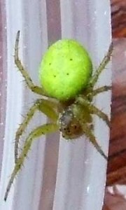 Spider Adaptations: Unraveling Nature's Crafty Survivors - What's That Bug?